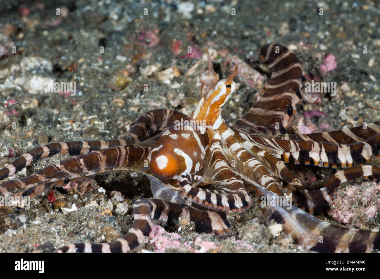 Wonderpus Octopus, Wunderpus photogenicus, Lembeh Strait, North ...