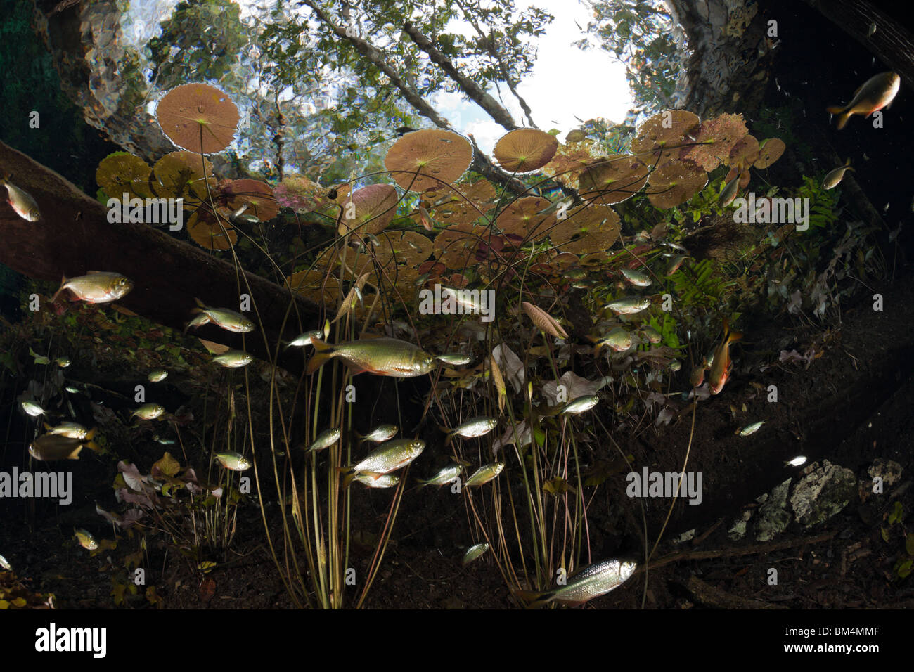 Yucatan peninsula cenote fish hi-res stock photography and images - Alamy