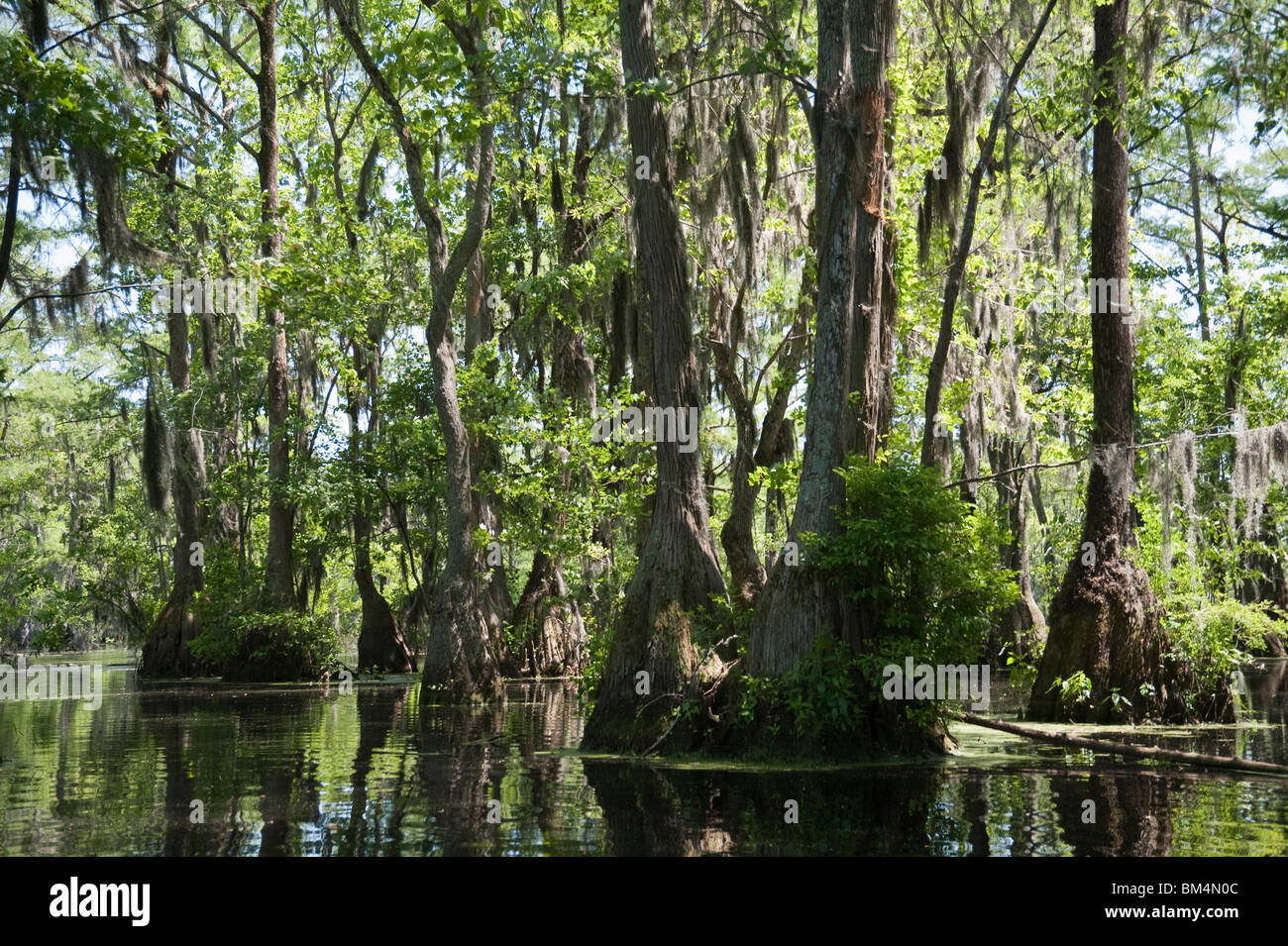 Bald cypress water tupelo trees hi-res stock photography and images - Alamy