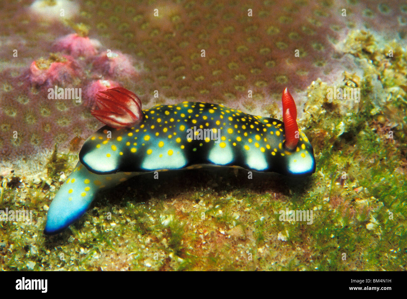 Philippines Underwater Nudibranch High Resolution Stock Photography and ...