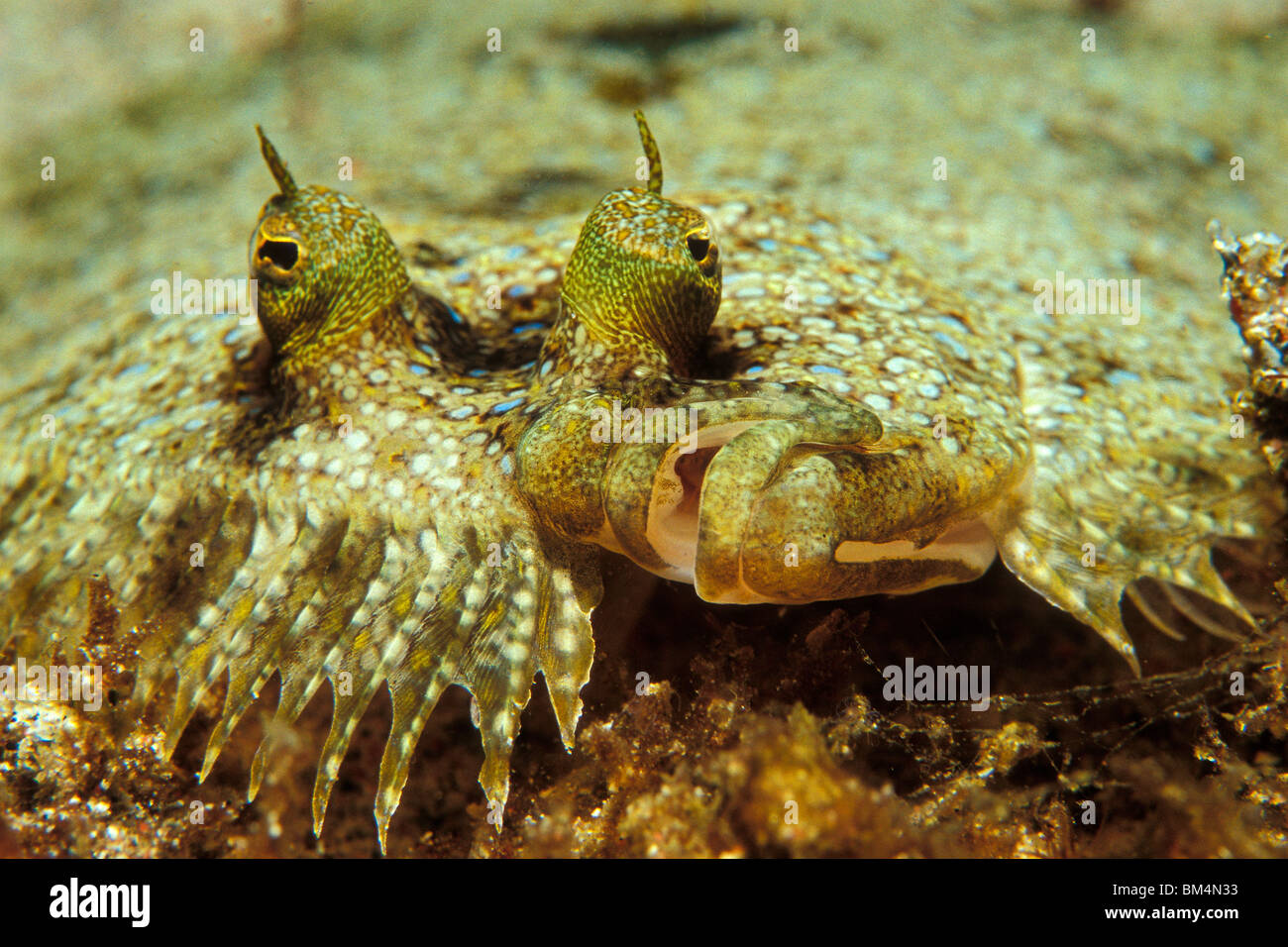 Leopard Flounder, Bothus pantherinus, Puerto Galera, Mindoro Island ...
