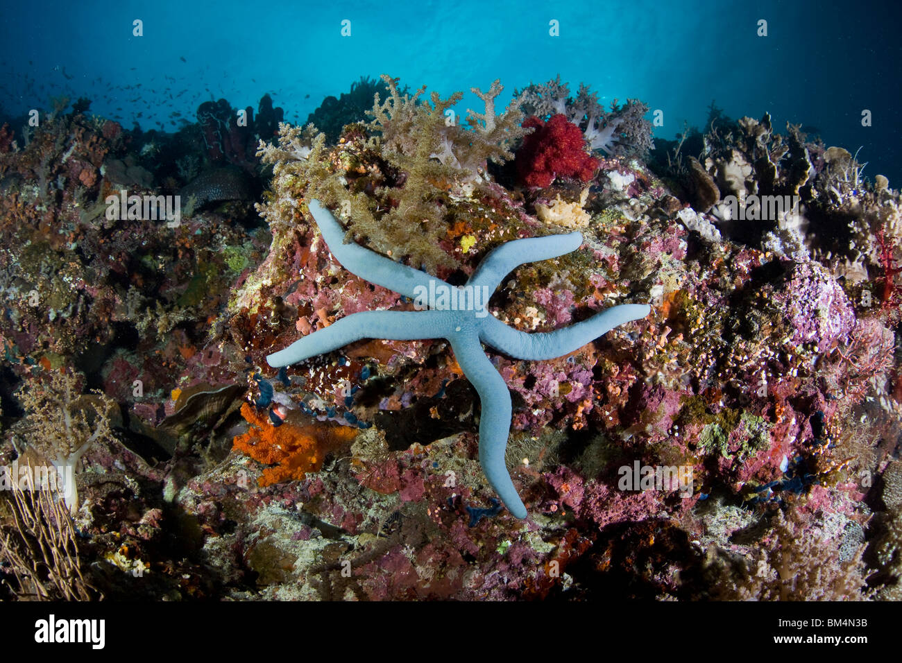 Blue Sea Star in Coral Reef, Linckia laevigata, Cabilao Island, Visayas ...