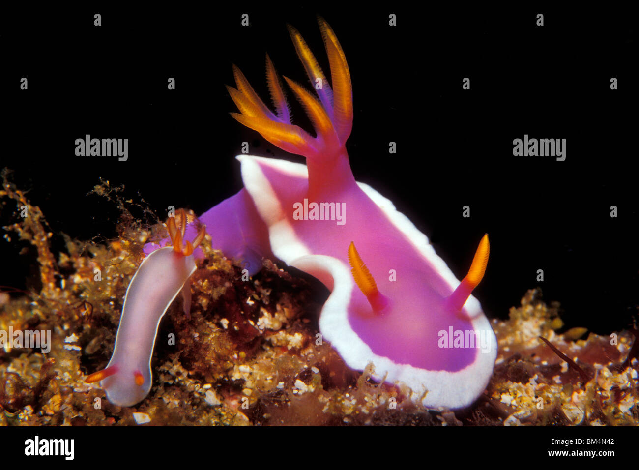 Pink Dorid Nudibranch, Hypselodoris bullockii, Puerto Galera, Mindoro ...