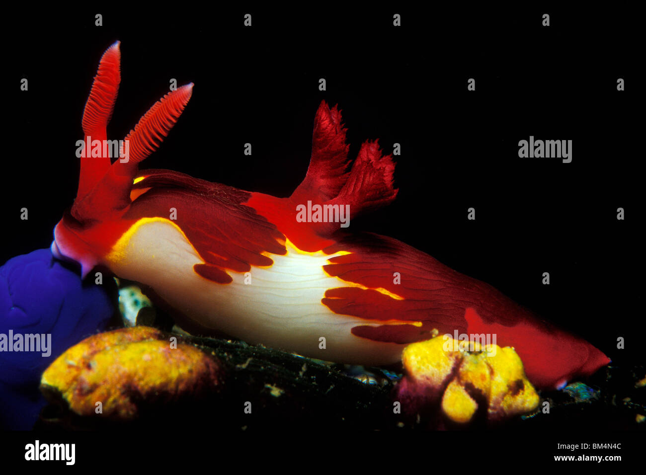 Nembrotha Neon Slug, Nembrotha sp., Puerto Galera, Mindoro Island ...