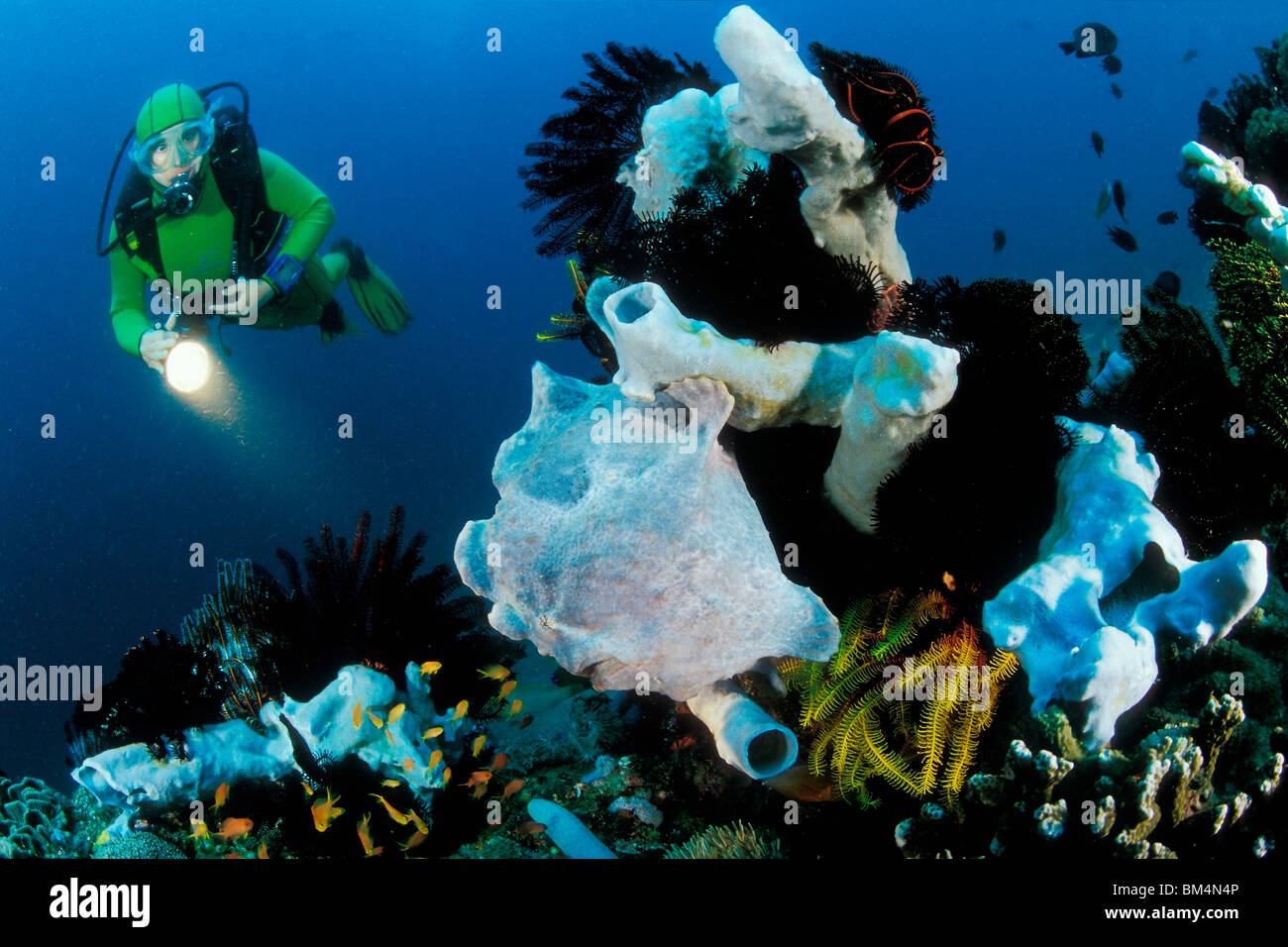 Scuba Diver finds Giant Frogfish in Coral Reef, Antennarius commersonii ...