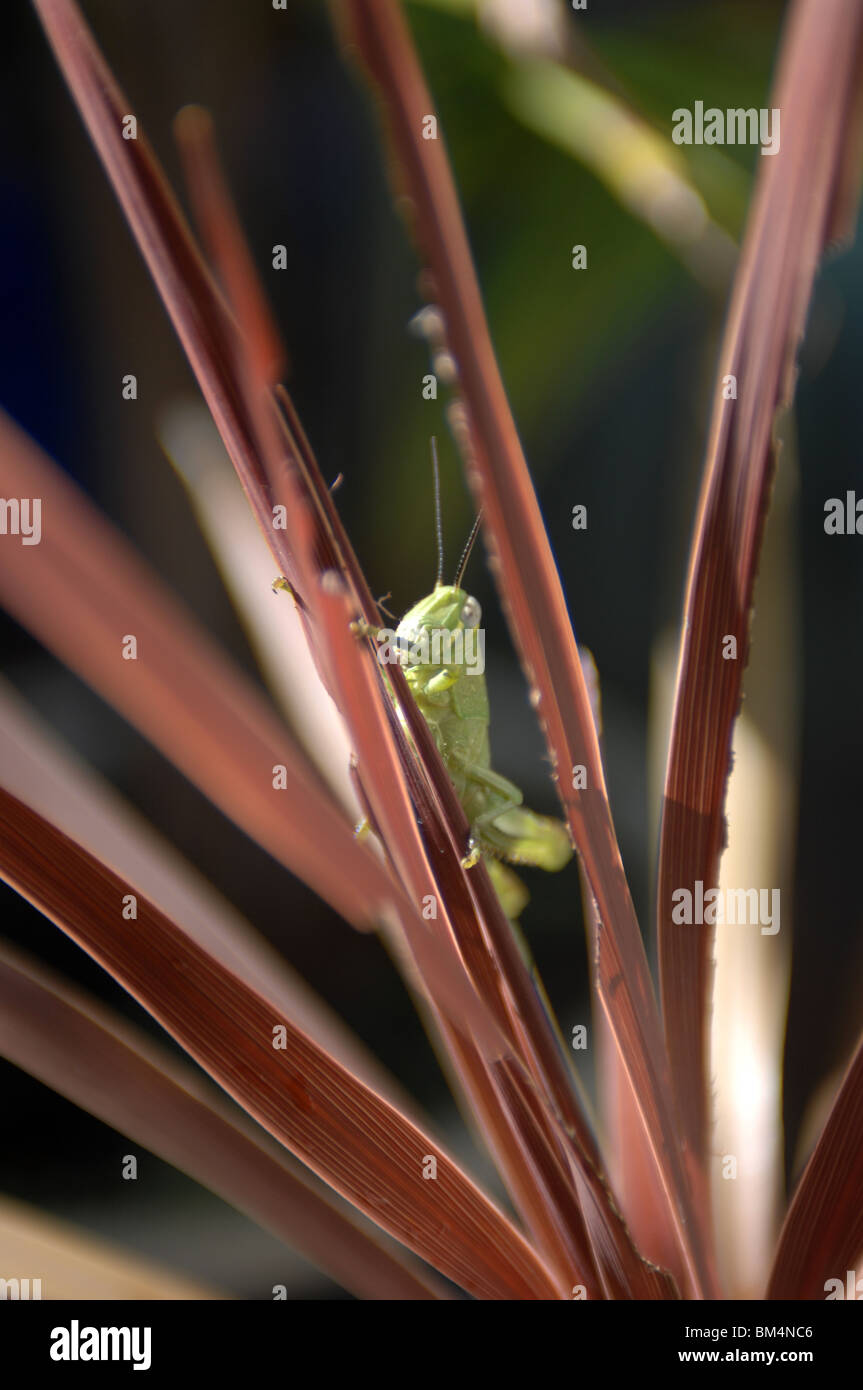 Giant Grasshopper (Valanga irregularis), Helensvale, Queensland ...