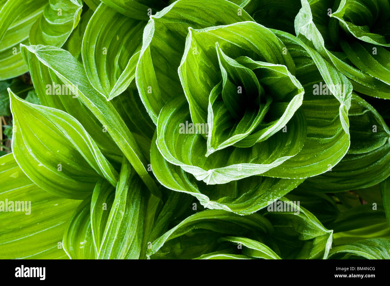 Green false hellebore veratrum viride hi-res stock photography and ...