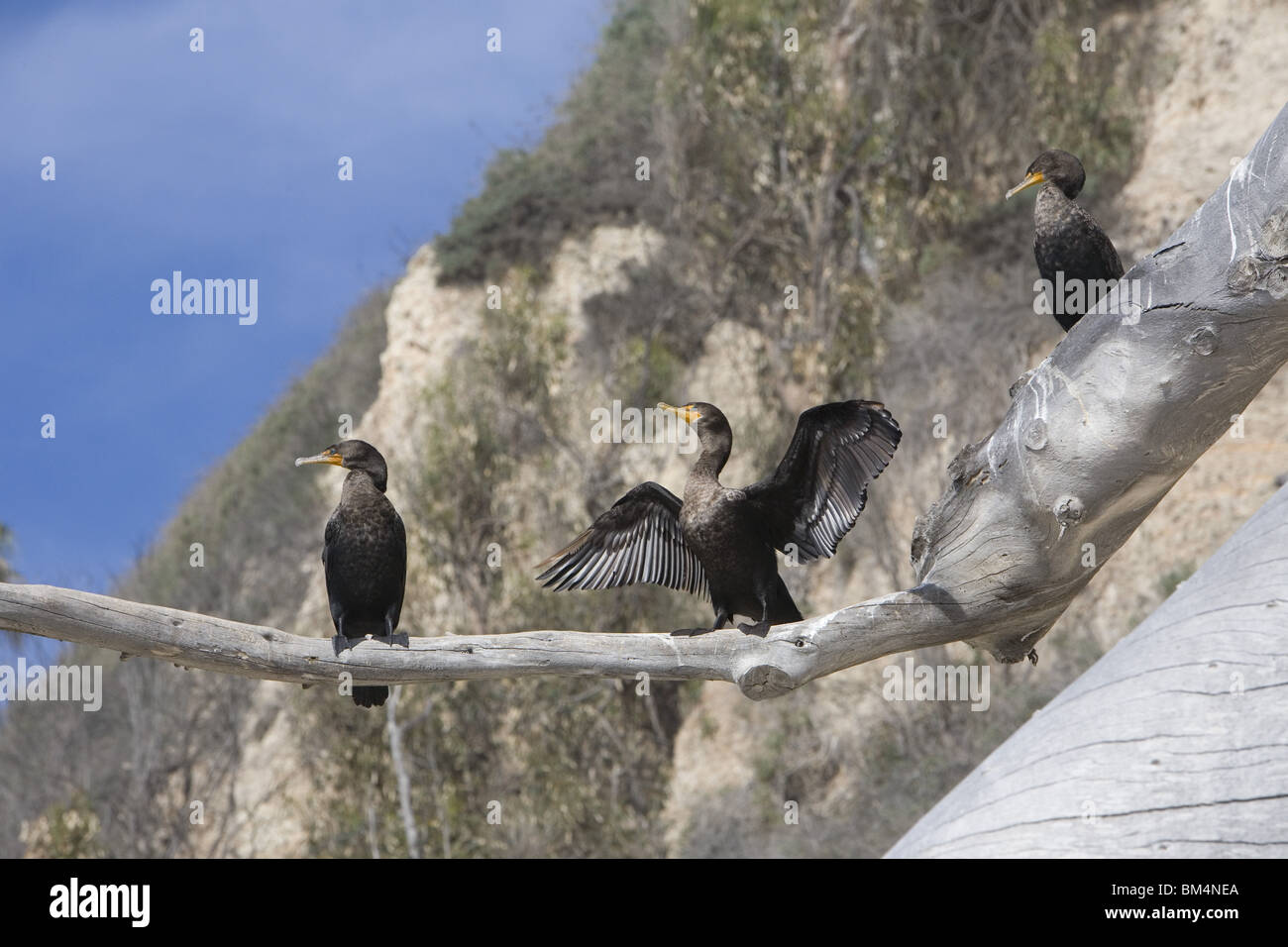 Barbara robertson hi-res stock photography and images - Alamy