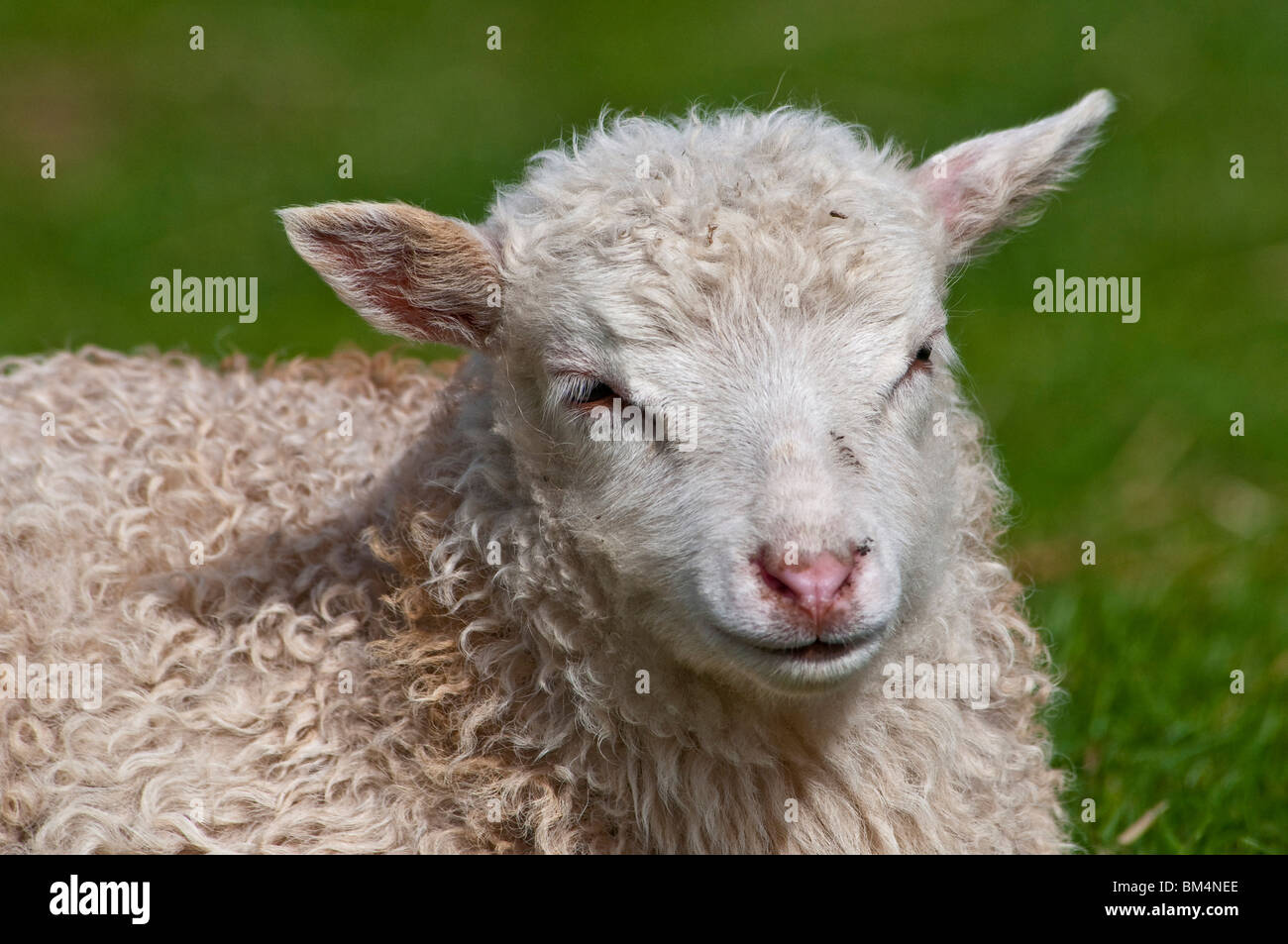 Domestic sheep ovis ammon aries hi-res stock photography and images - Alamy