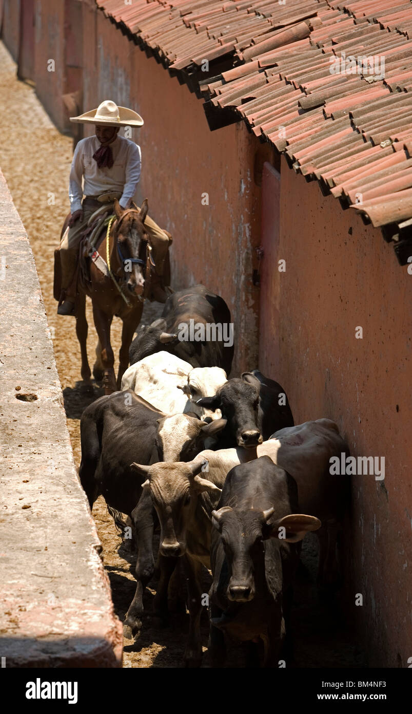Mexican cowboy cattle hi-res stock photography and images - Alamy