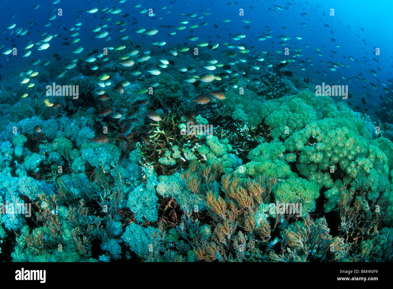 Philippine chromis hi-res stock photography and images - Alamy