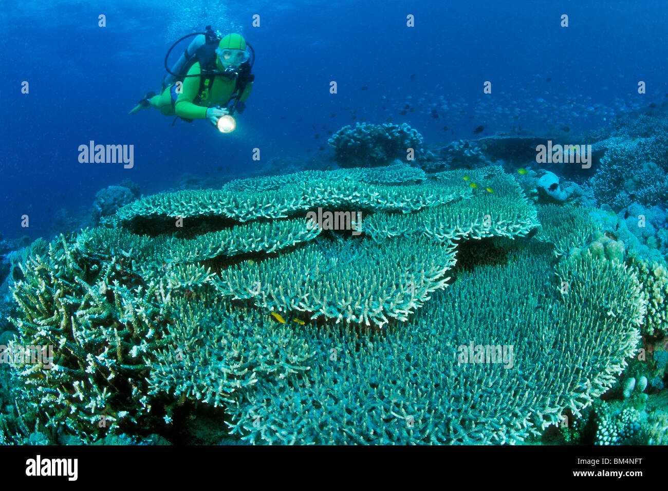 Scuba Diver over Table Corals, Acropora, Puerto Galera, Mindoro Island ...