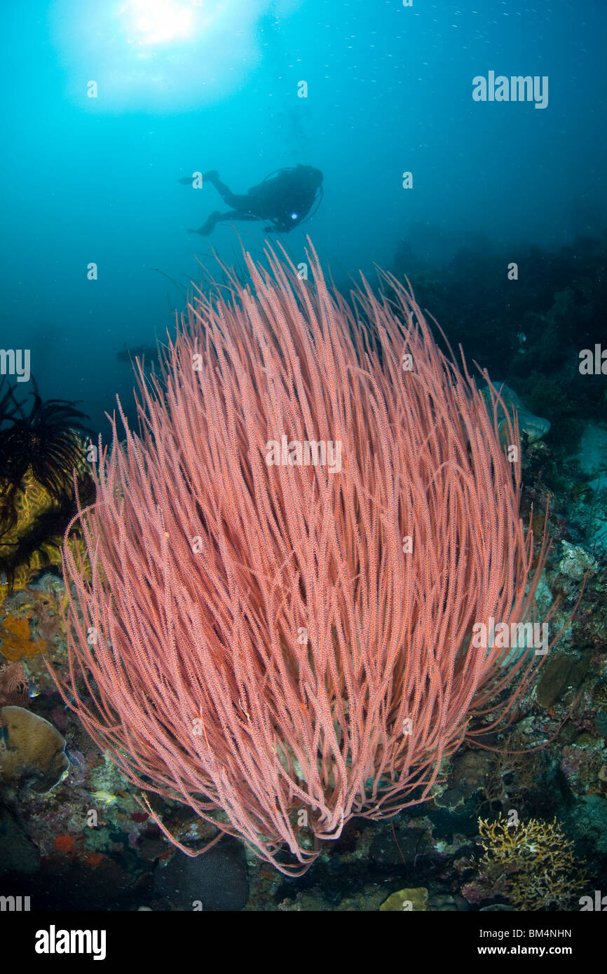Red sea whip ellisella ceratophyta hi-res stock photography and images ...
