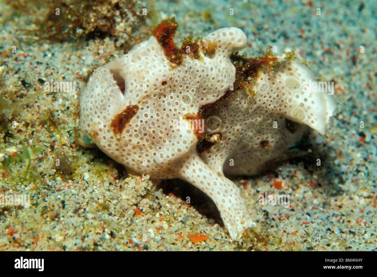 Spotted Frogfish, Antennarius pictus, Puerto Galera, Mindoro Island ...