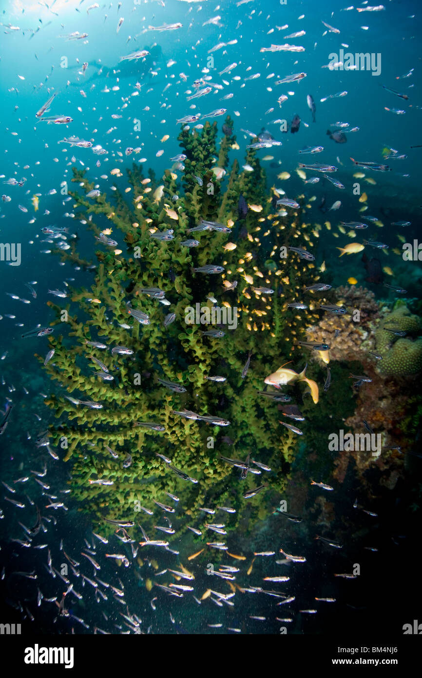 Apogon sp hi-res stock photography and images - Alamy