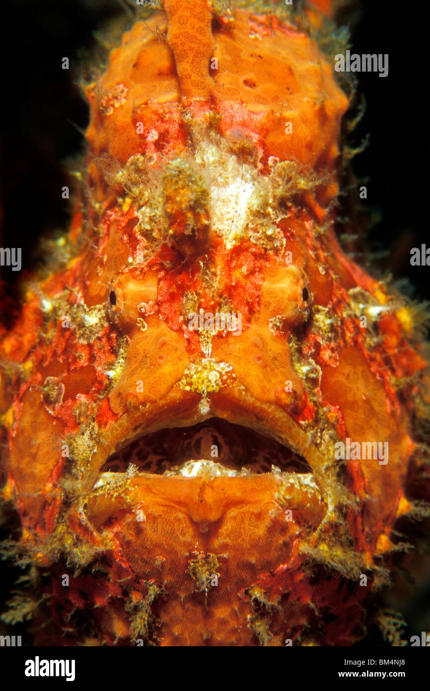 Red Dwarty Frogfish, Antennarius maculatus, Puerto Galera, Mindoro ...