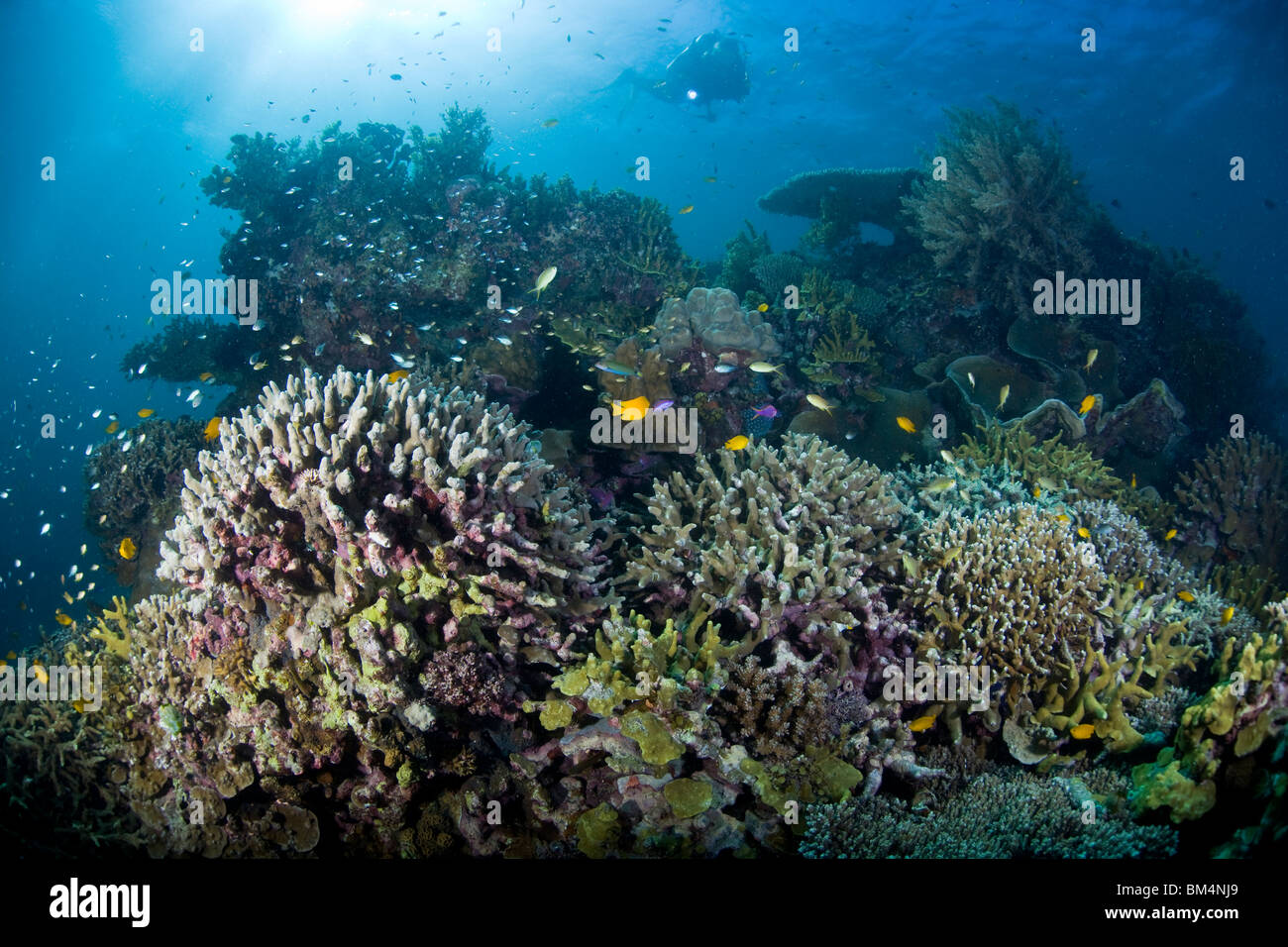Scuba Diving at Philippines, Cabilao Island, Visayas Islands ...