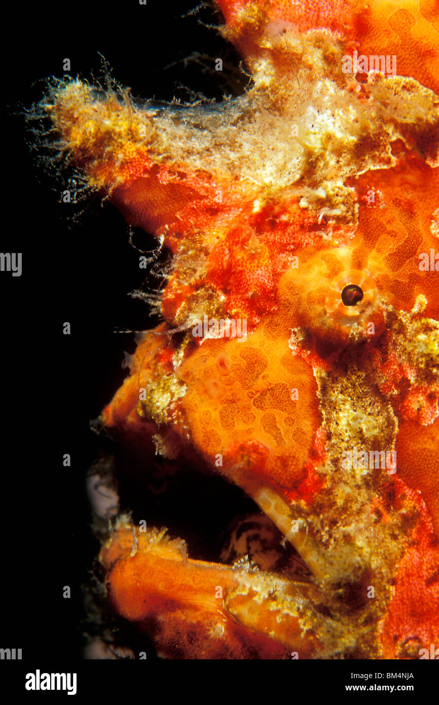 Red Dwarty Frogfish, Antennarius maculatus, Puerto Galera, Mindoro ...