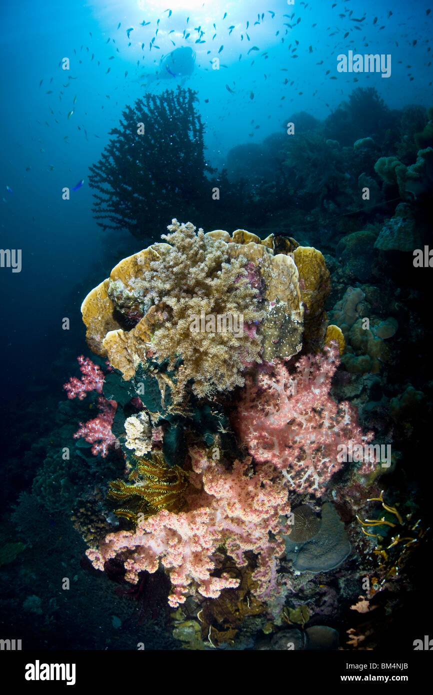 Scuba Diving at Philippines, Cabilao Island, Visayas Islands ...