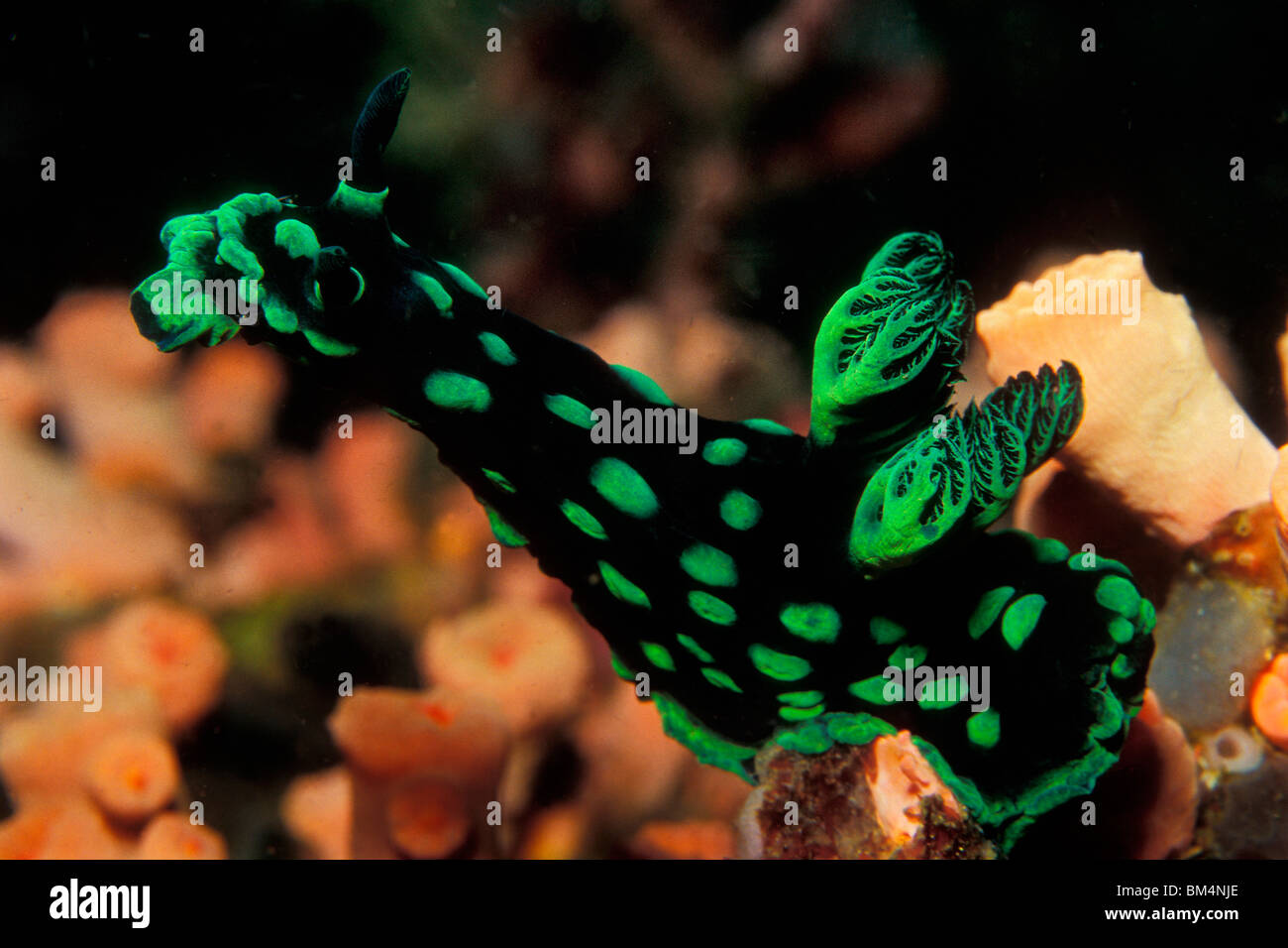 Green Neon Slug, Nembrotha cristata, Puerto Galera, Mindoro Island ...