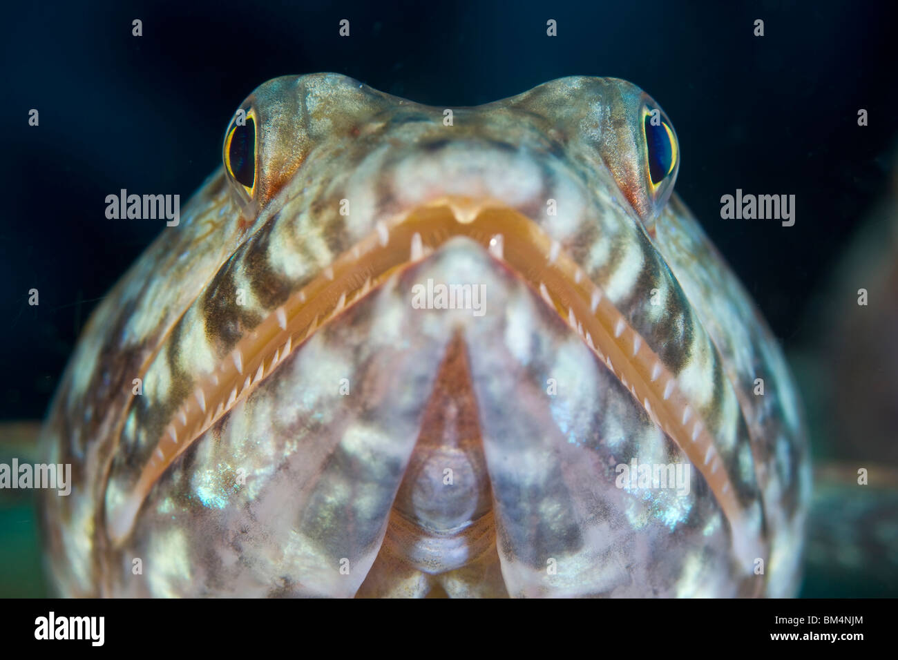 Portrait of Reef Lizardfish, Synodus variegatus, Cabilao Island ...