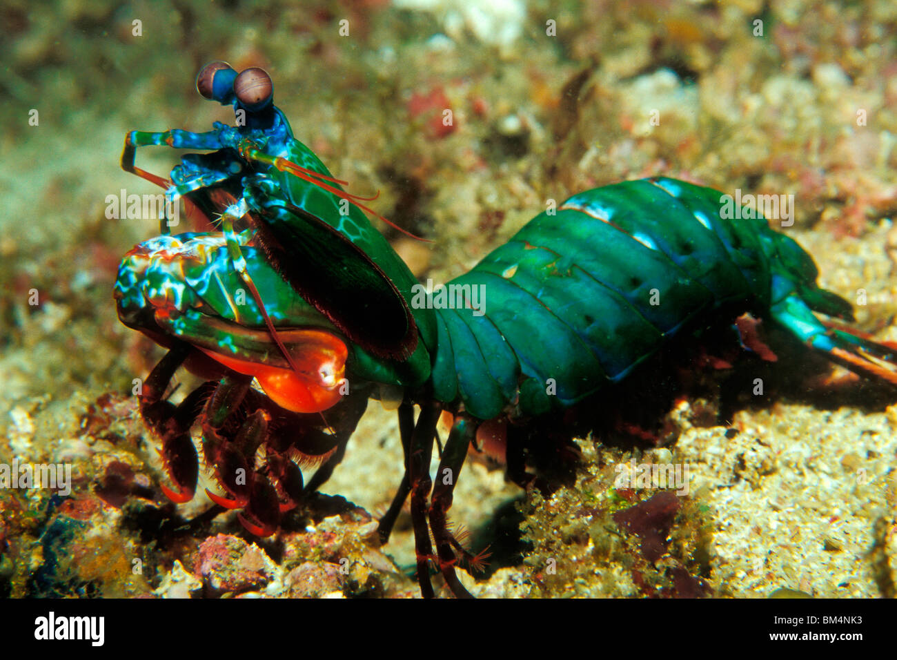 Mantis Shrimp, Odontodactylus scyllarus, Puerto Galera, Mindoro Island ...