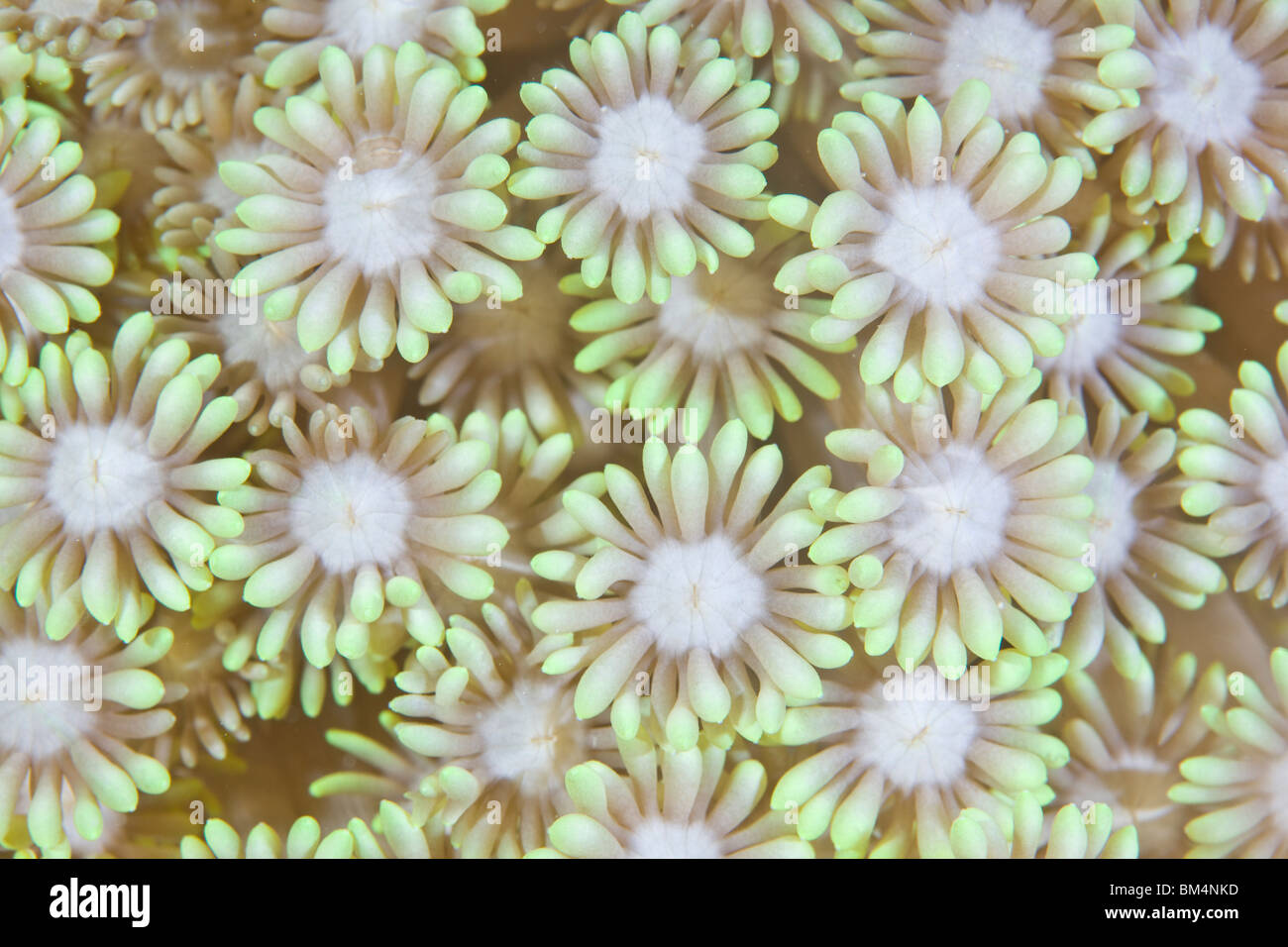 Goniopora hi-res stock photography and images - Alamy