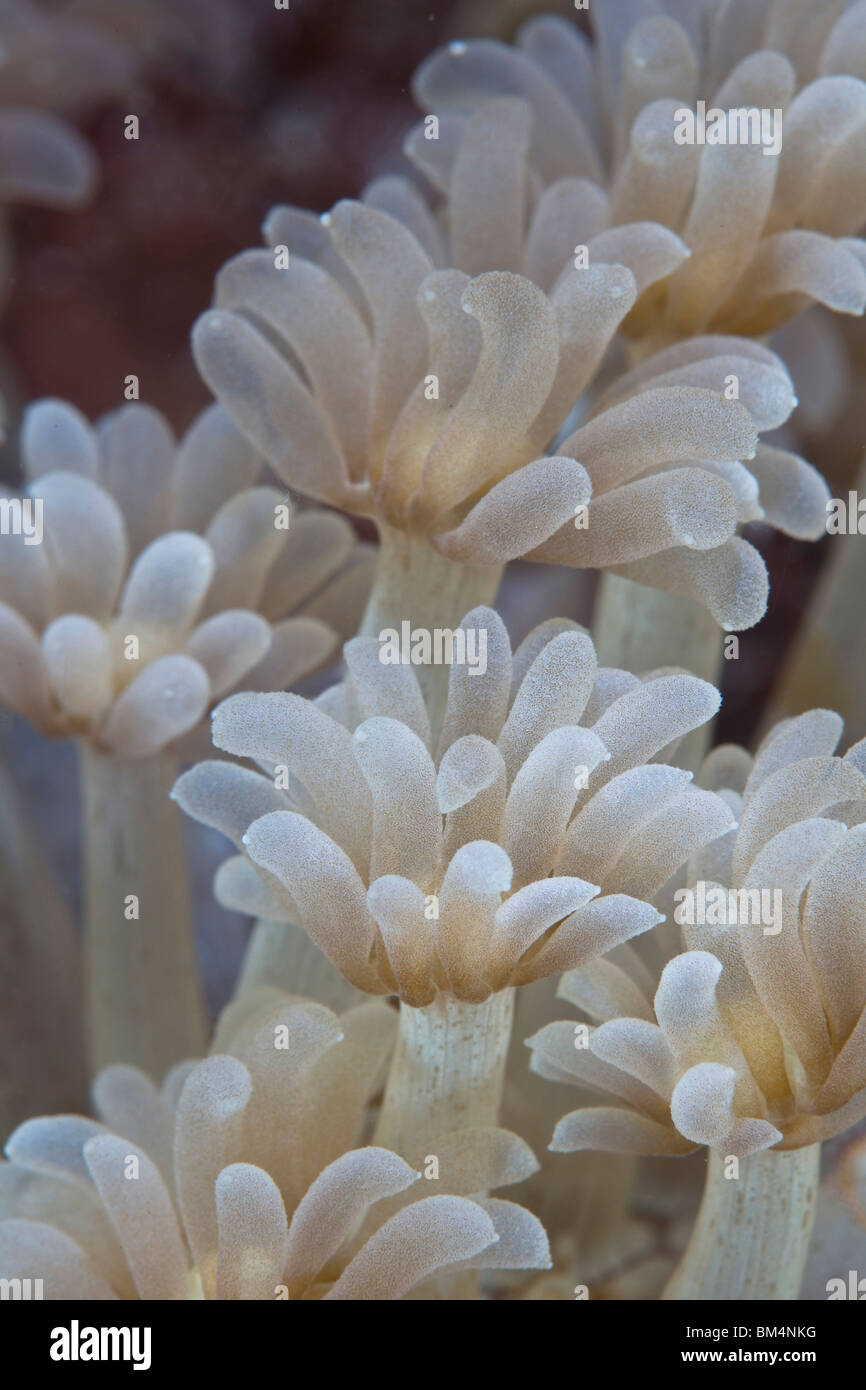 Goniopora hi-res stock photography and images - Alamy