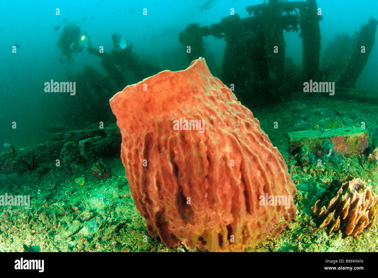 Sponge porifera philippines hi-res stock photography and images - Alamy