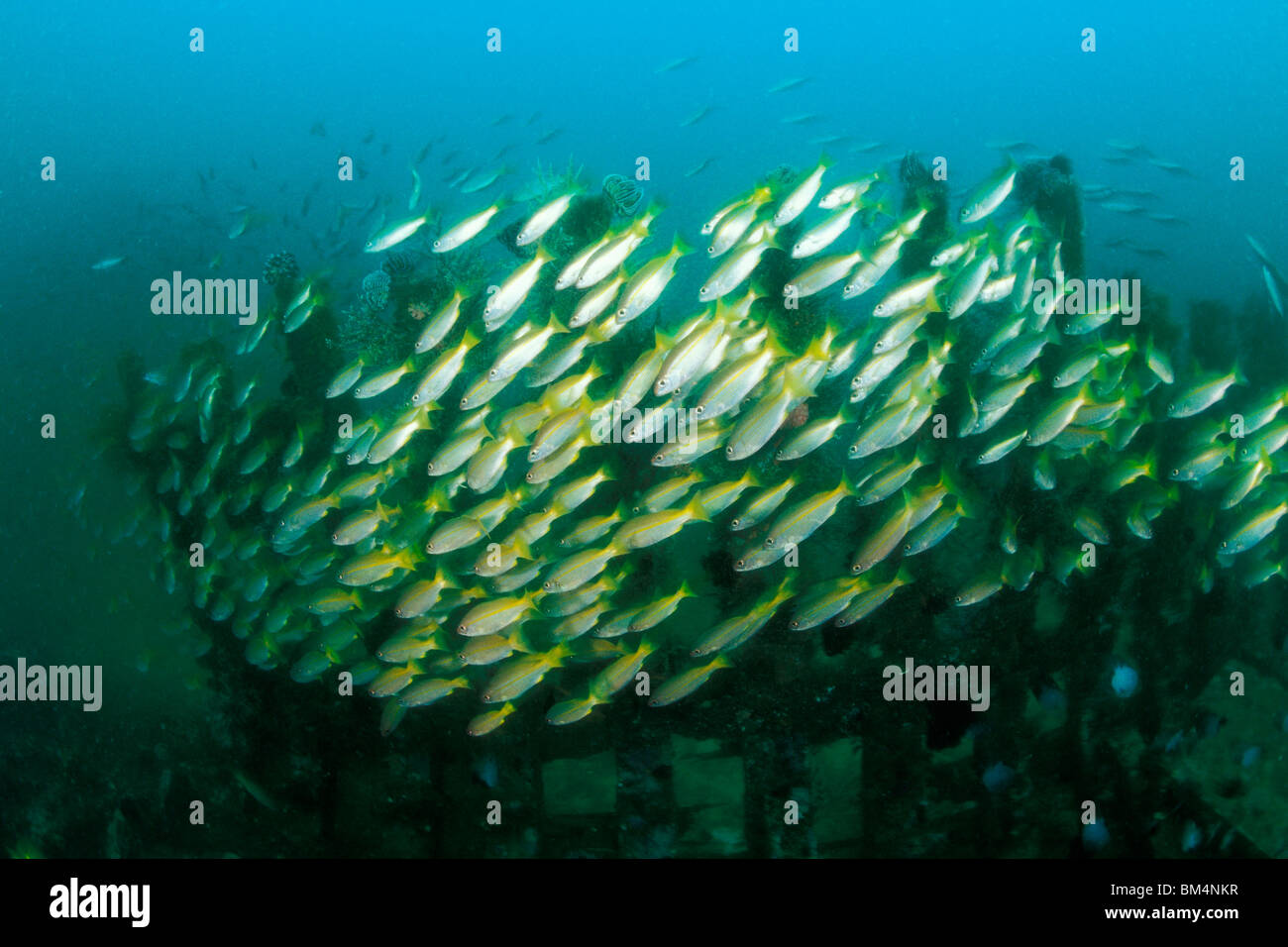 Shoal of Big-eye Snapper at Sabang Wreck, Lutjanus lutjanus, Puerto ...