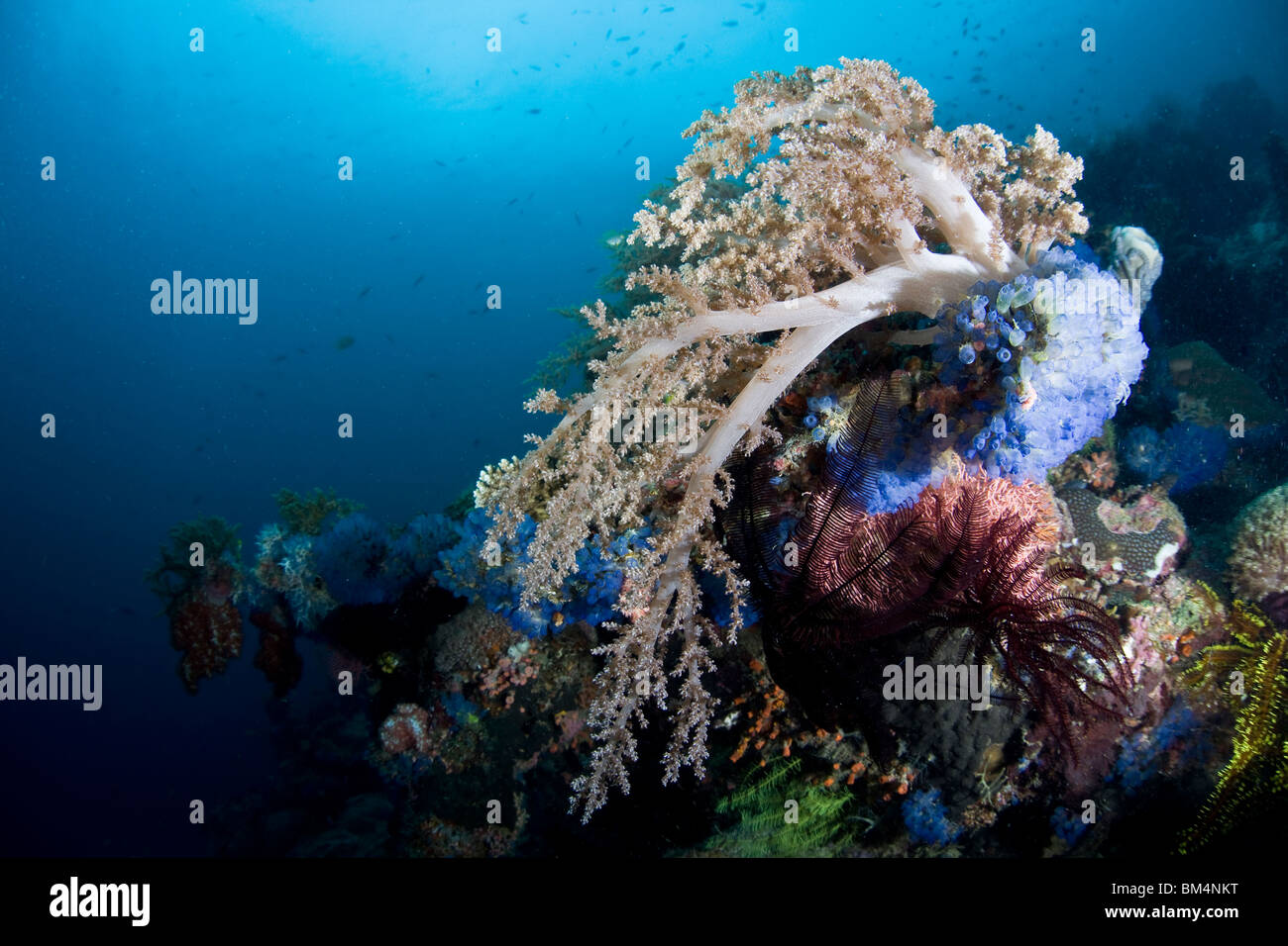 Scuba Diving at Philippines, Cabilao Island, Visayas Islands ...