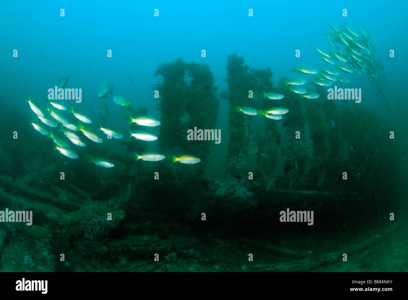 Shoal of Big-eye Snapper at Sabang Wreck, Lutjanus lutjanus, Puerto ...