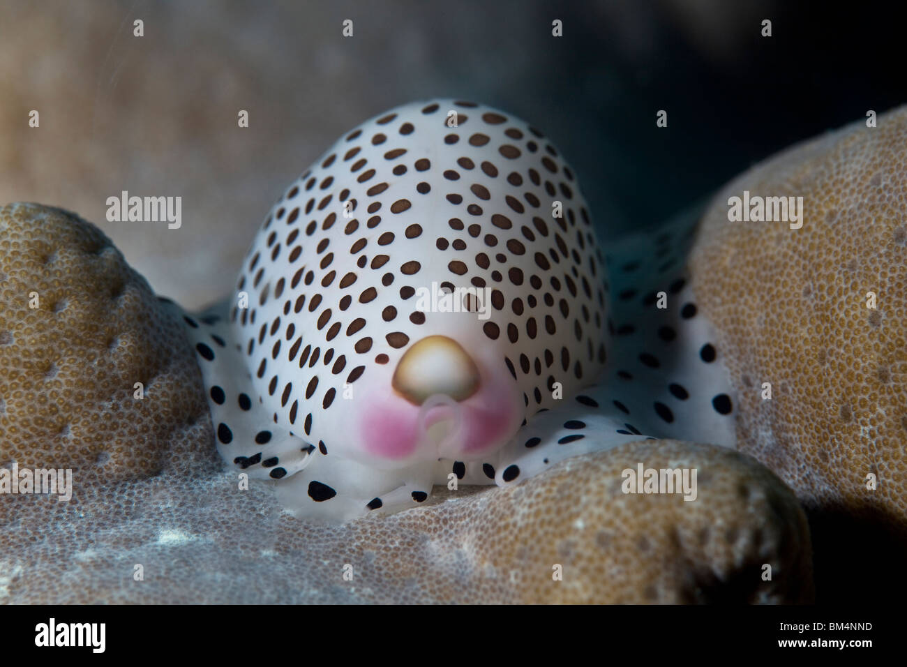 Spotted Cowrie Snail, Calpurnus verrucosus, Cabilao Island, Visayas ...