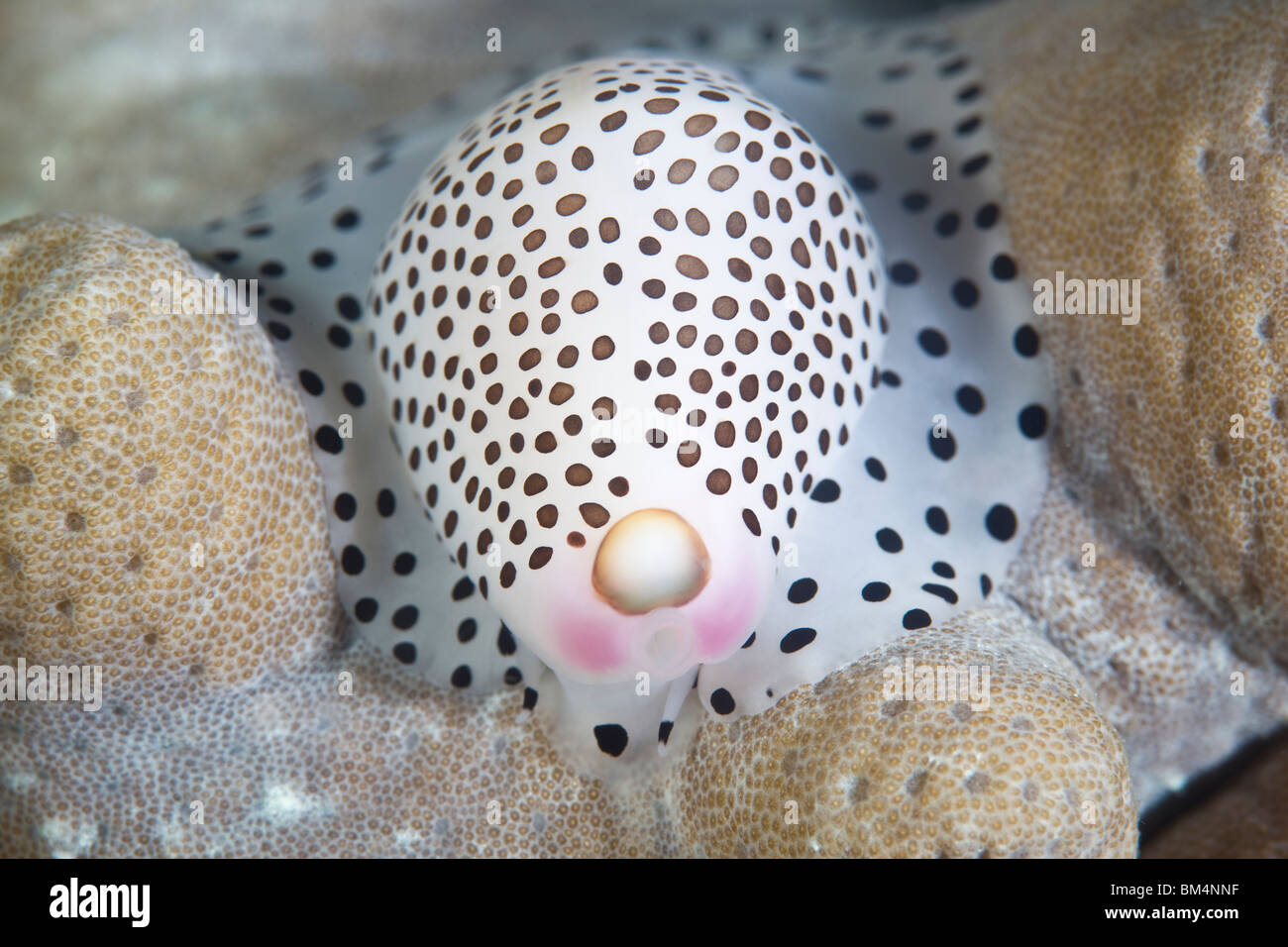 Spotted Cowrie Snail, Calpurnus verrucosus, Cabilao Island, Visayas ...