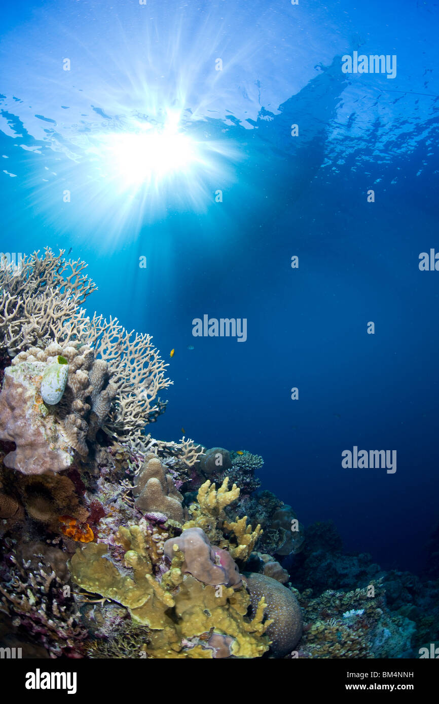 Scuba Diving at Philippines, Cabilao Island, Visayas Islands ...