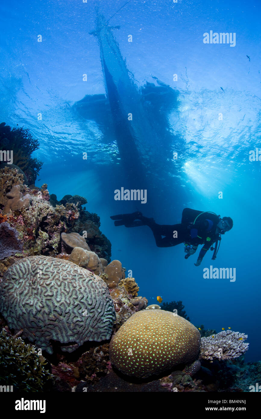 Scuba Diving at Philippines, Cabilao Island, Visayas Islands ...