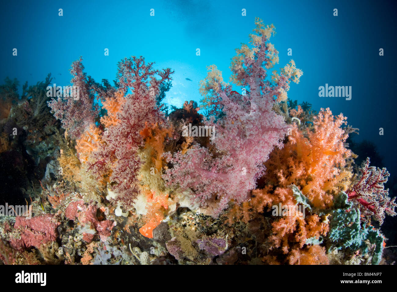 Coral Reef with Soft Corals, Dendronephthya sp., Cabilao Island ...