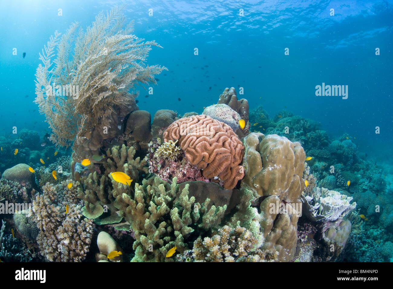 Hard Corals at Coral Reef, Olongo Island, Visayas Islands, Philippines ...