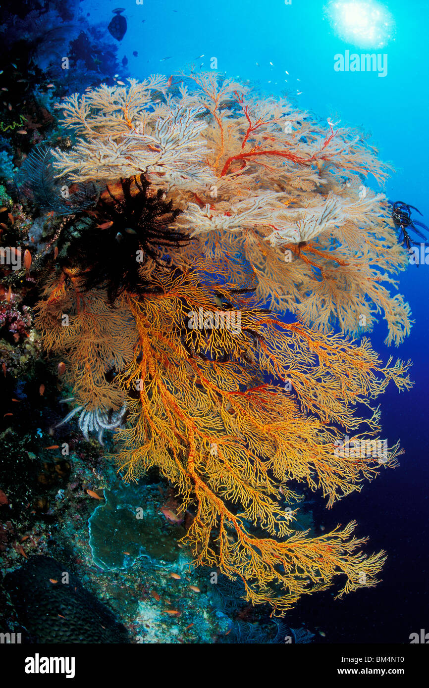Sea Fan at Tubbataha Reef, Melithaea sp., South Atoll, Sulu Sea ...