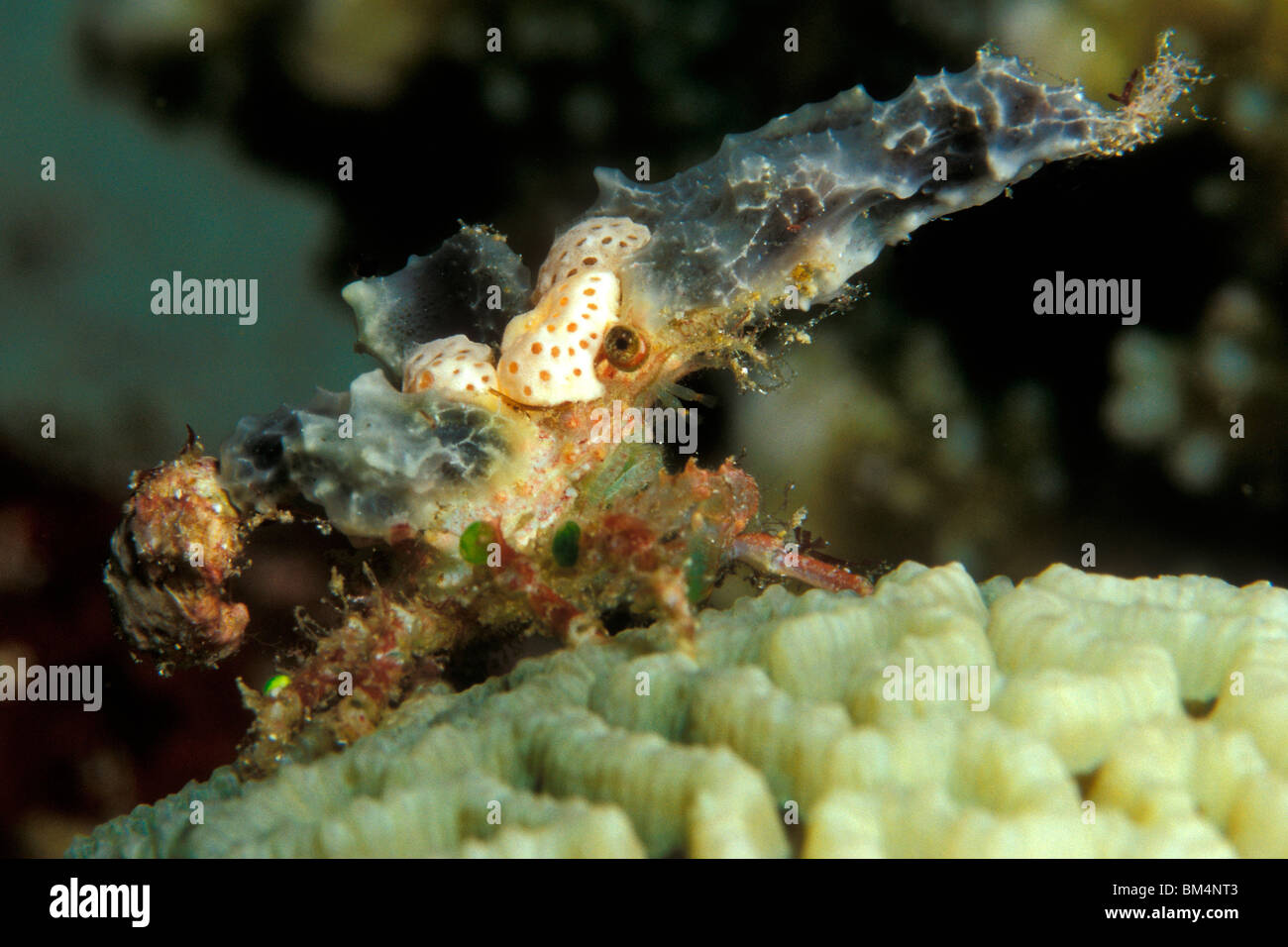 Coral Spider Crab camouflaged with Sponges, Macropodia sp., Tubbataha ...