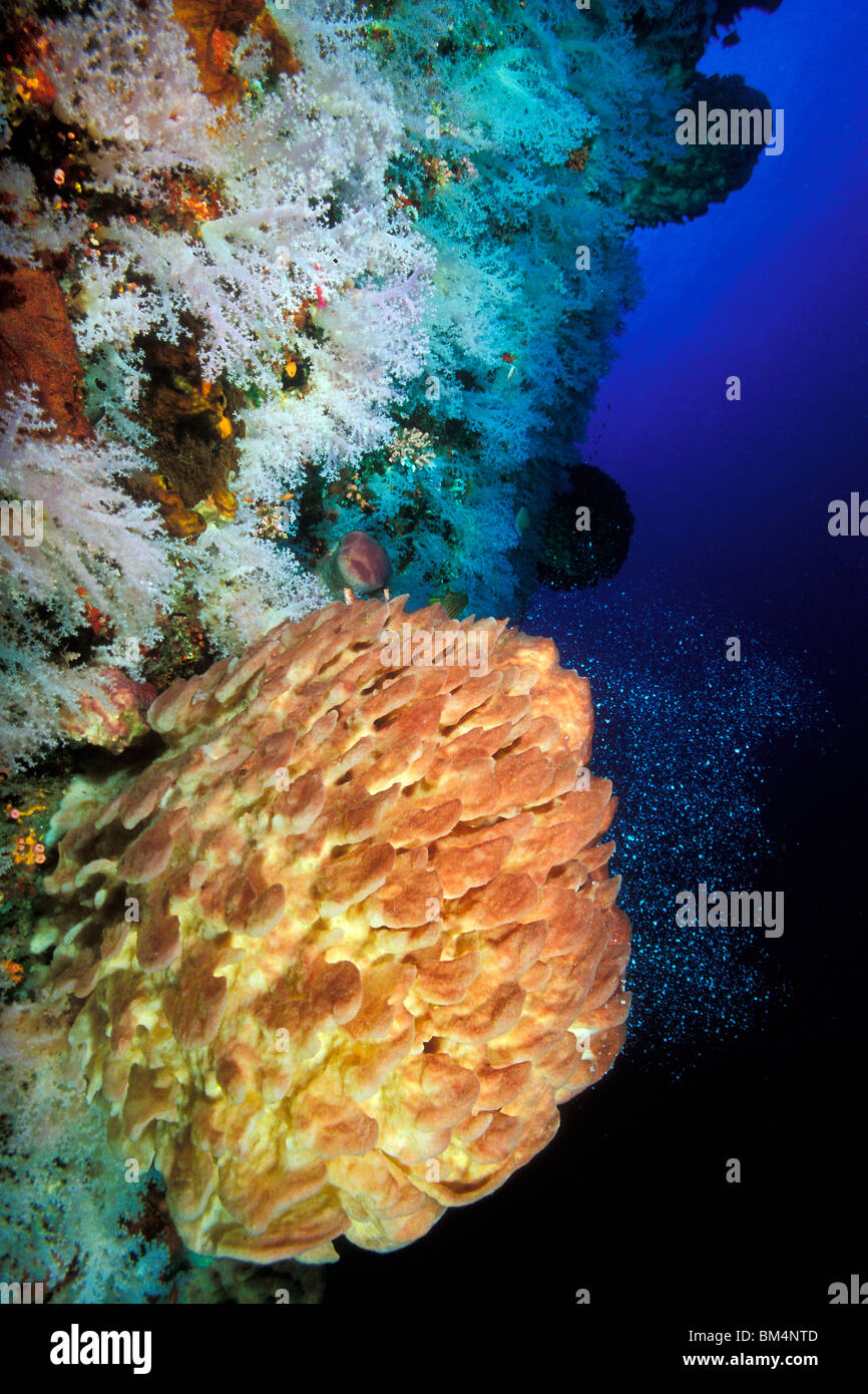 Sponge porifera philippines hi-res stock photography and images - Alamy