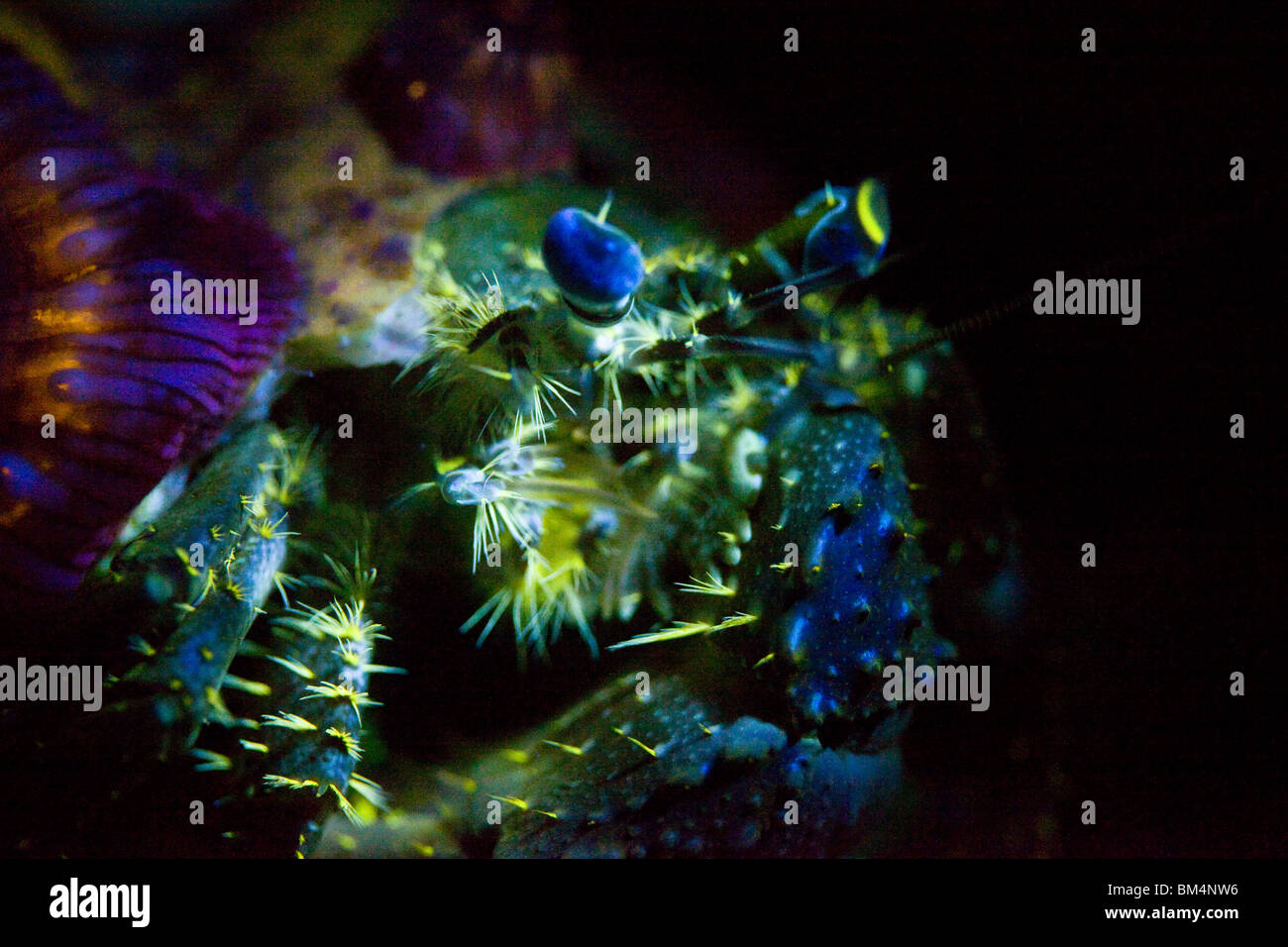 Hermit Crab fluoresces at Night, Dardanus sp., Cabilao Island, Visayas ...