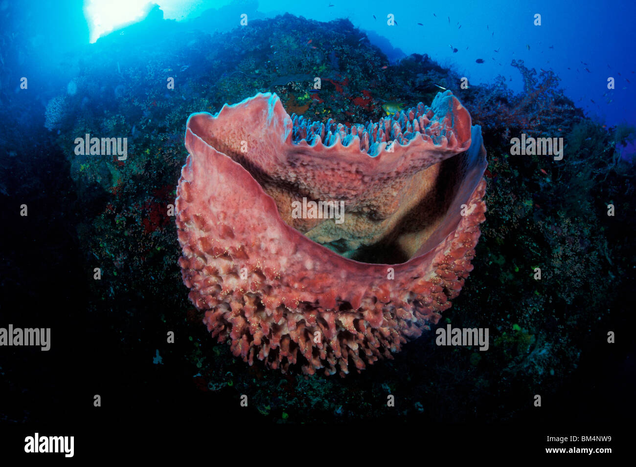 Sponge porifera philippines hi-res stock photography and images - Alamy