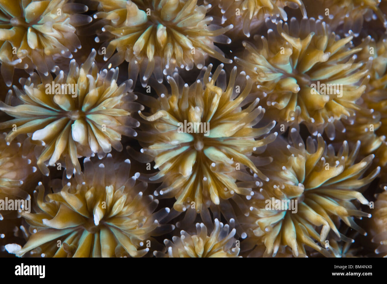 Polyps of Corals, Galexea fascicularis, Cabilao Island, Visayas Islands ...