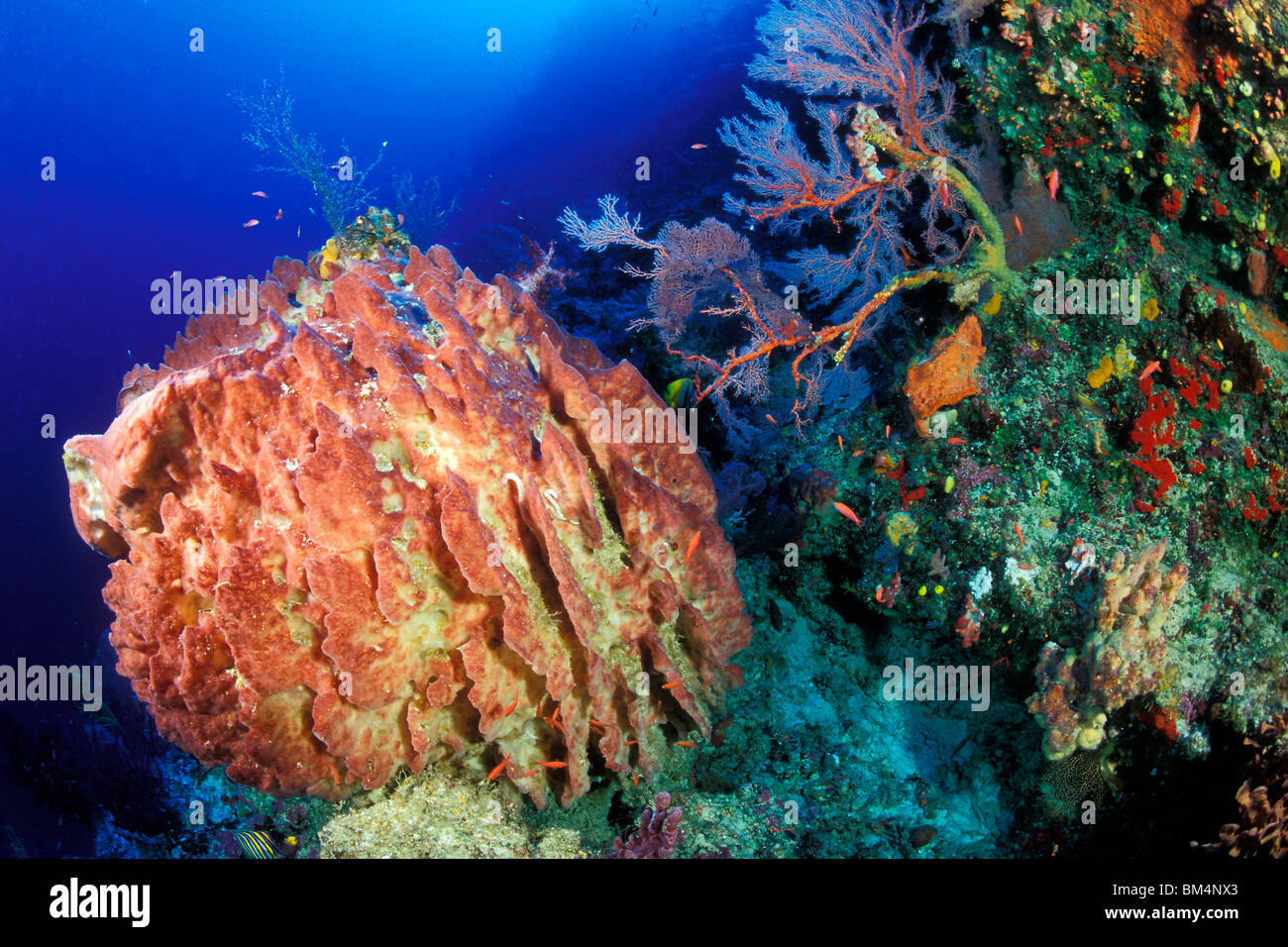 Sponge porifera philippines hi-res stock photography and images - Alamy