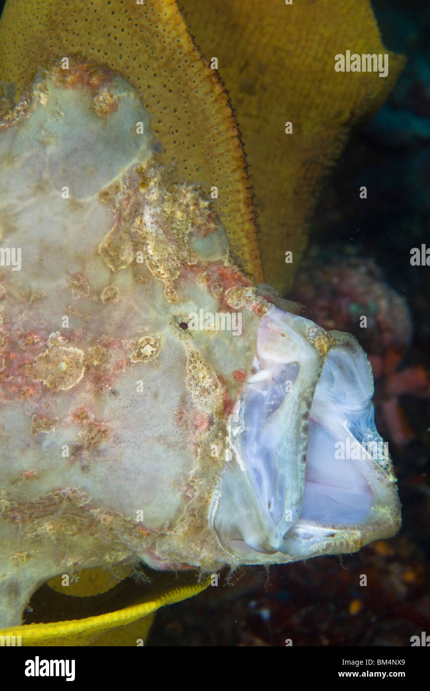 Giant Frogfish jawing, Antennarius commersoni, Cabilao Island, Visayas ...