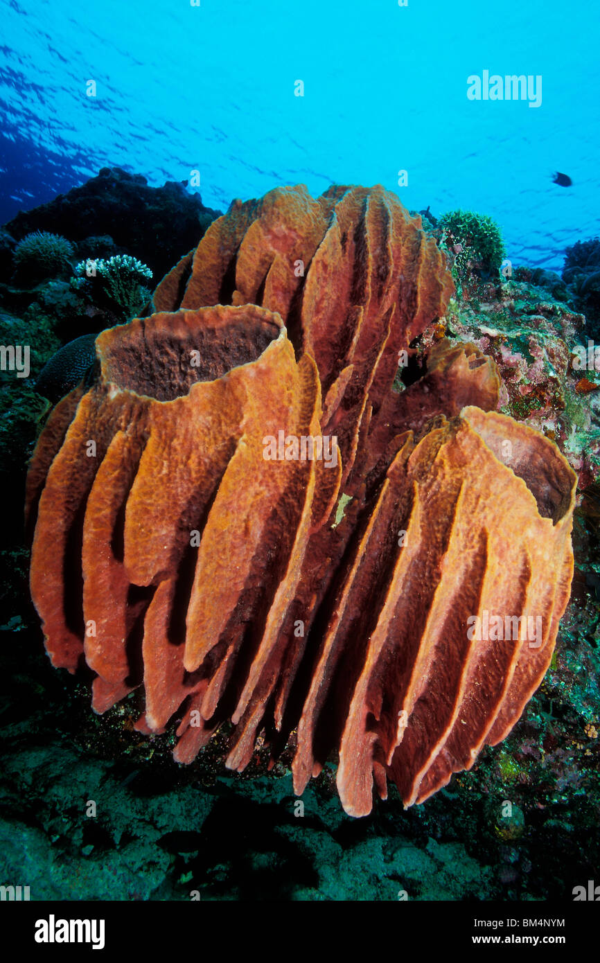 Barrel Sponge Drawing