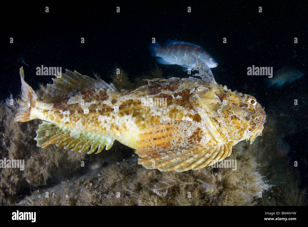 Sea Raven, Hemitripterus americanus, Cape Cod, Massachusetts, USA Stock ...