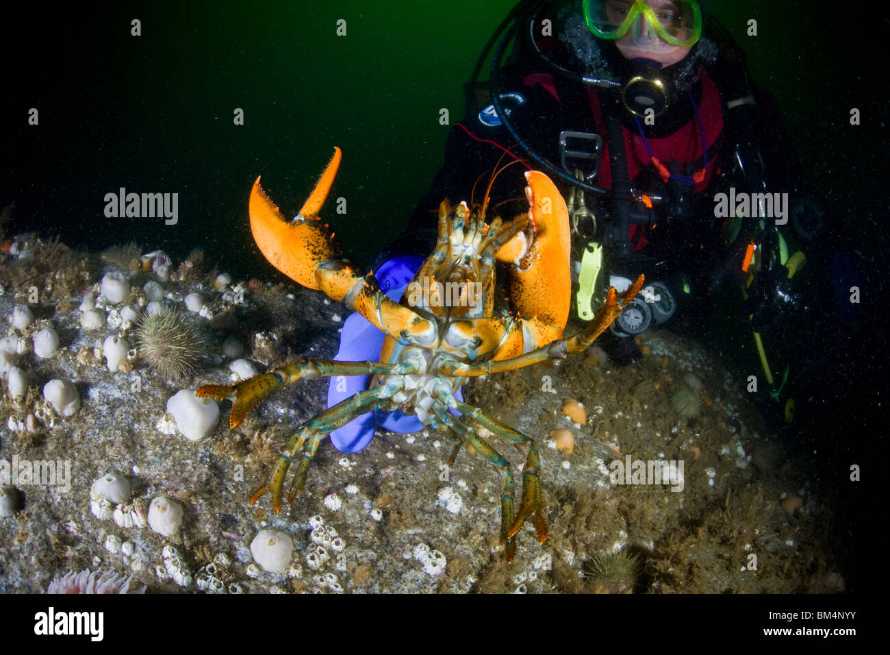 American Lobster and Scuba Diver, Homarus americanus, Cape Cod ...