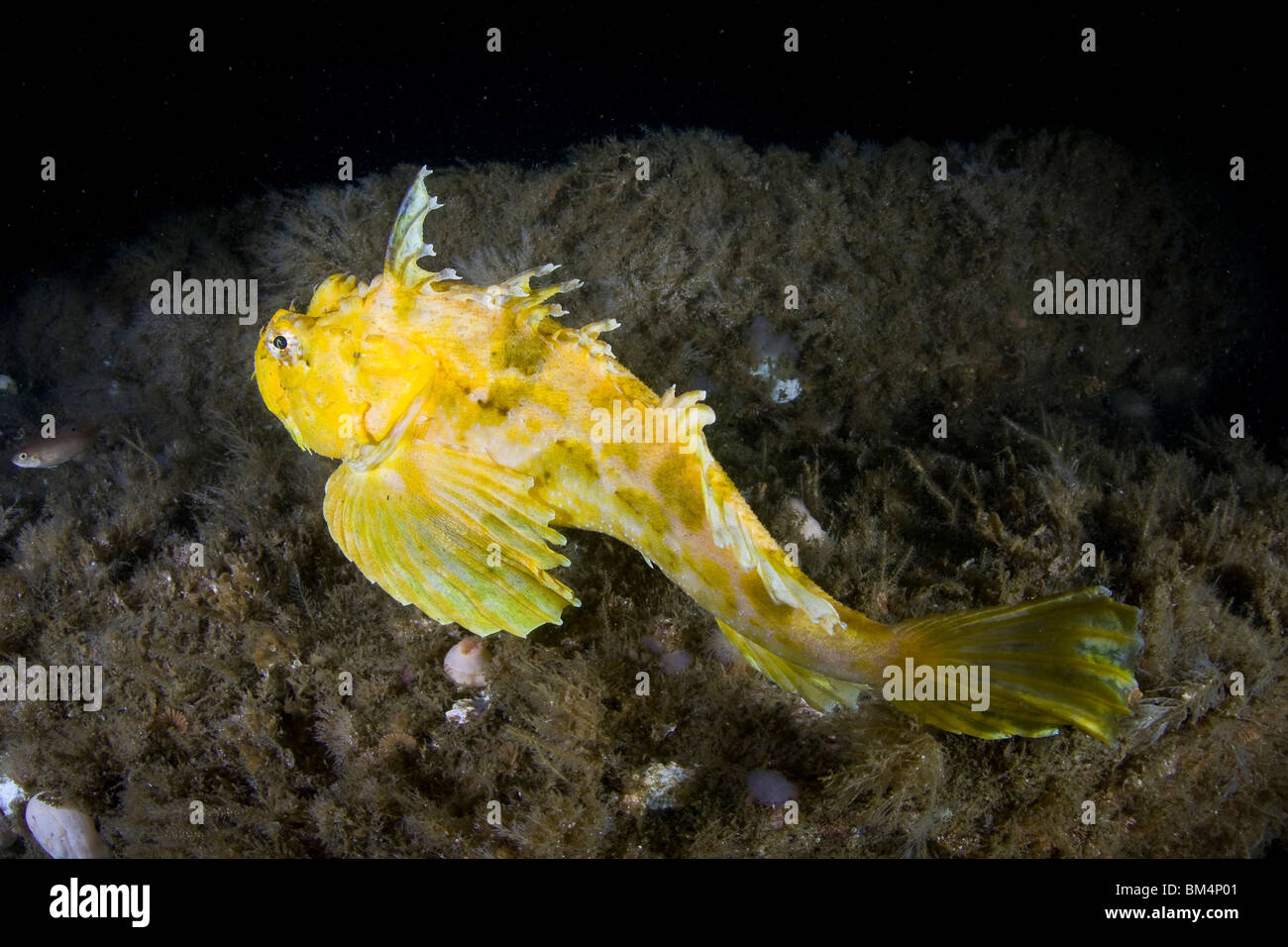 Searavens hi-res stock photography and images - Alamy